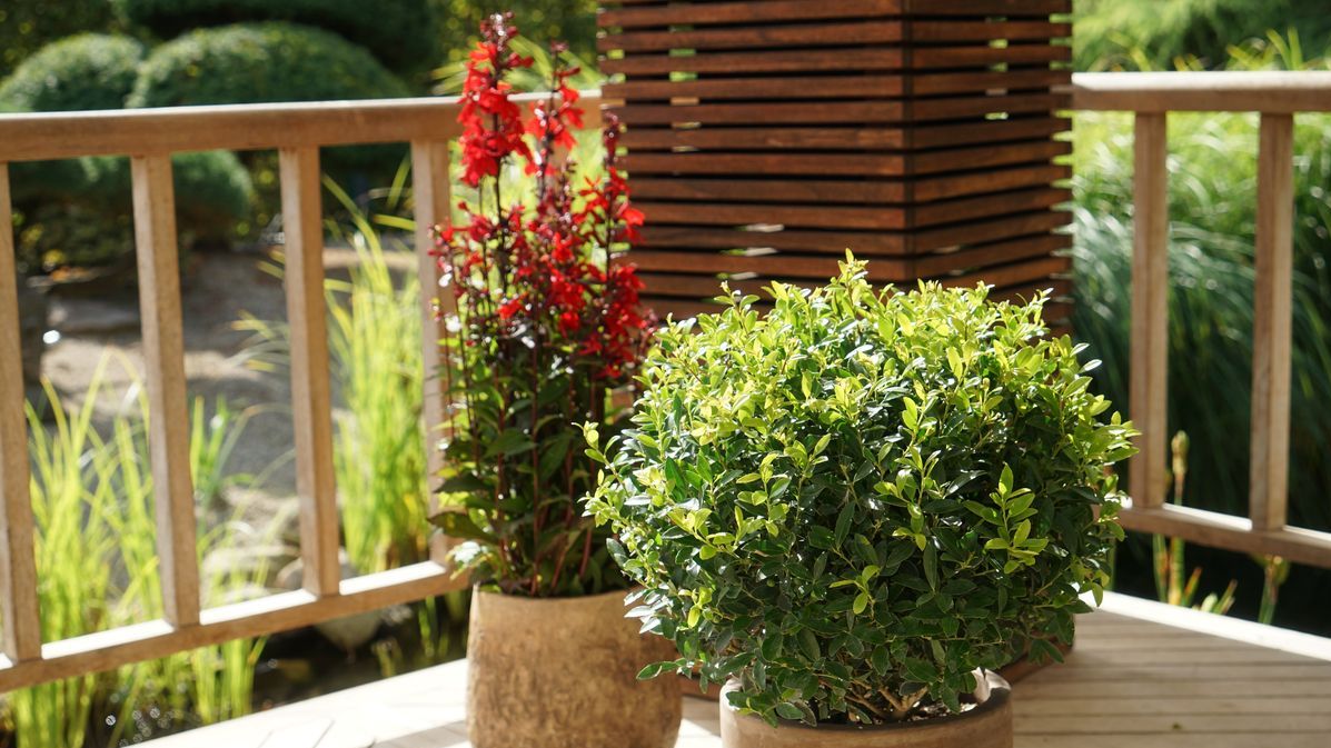 Ilex 'Impala'®: Der immergrüne Buchsersatz | Gabot.de