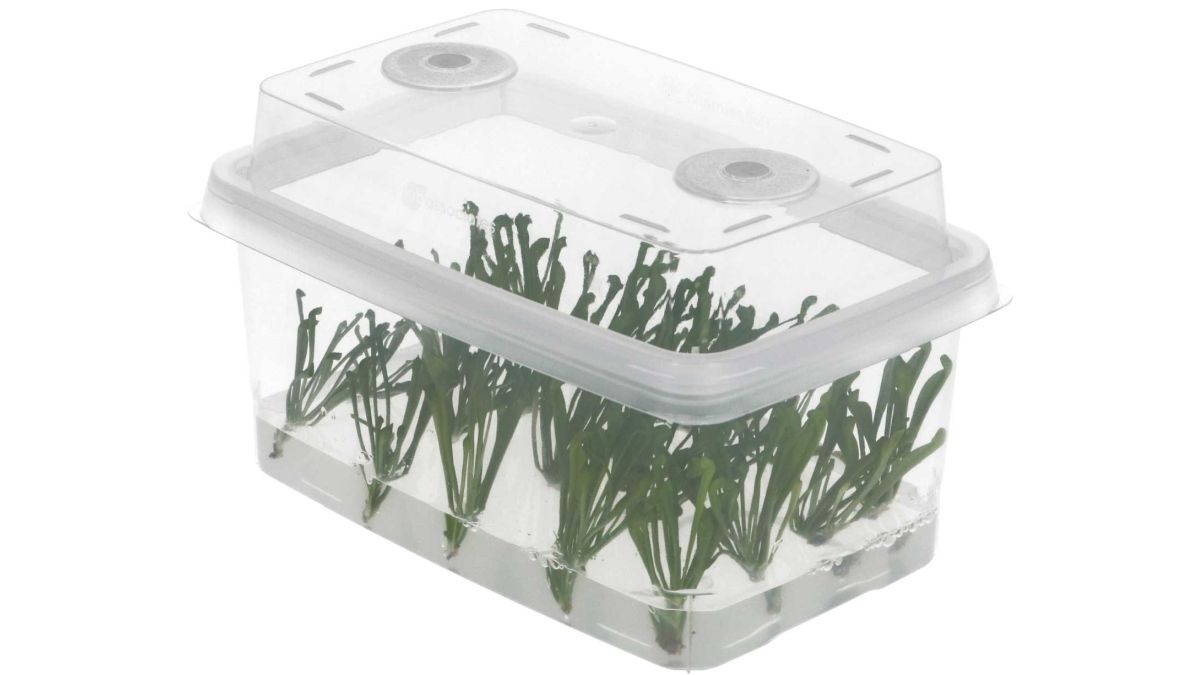 Pöppelmann: inVenti+ optimiert In-Vitro-Pflanzenanzucht | Gabot.de