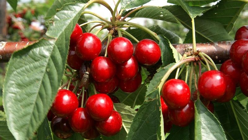 Schweiz: Ein lukullischer Genuss - die Kirsche | Gabot.de