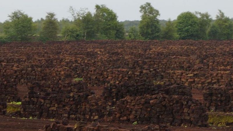 FNR: Damit torffreie Erden nachhaltig sind | Gabot.de