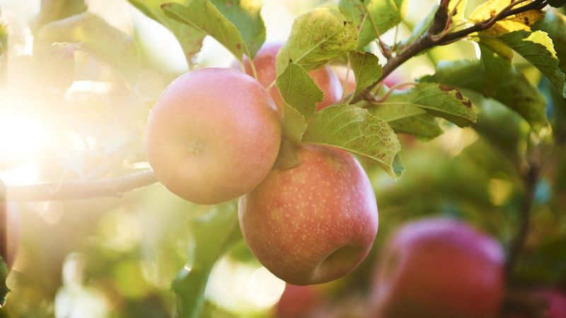 Pink Lady®: Ernte 2020 schon Ende Oktober | Gabot.de