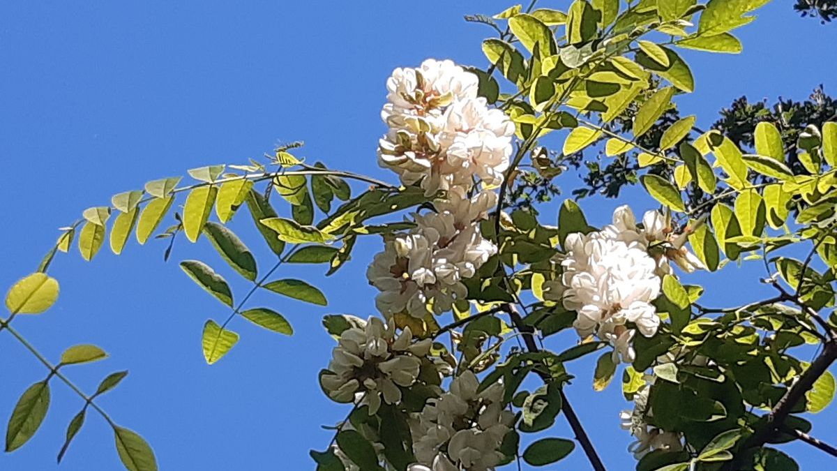 Invasive Arten: Großes Einsparpotential | Gabot.de