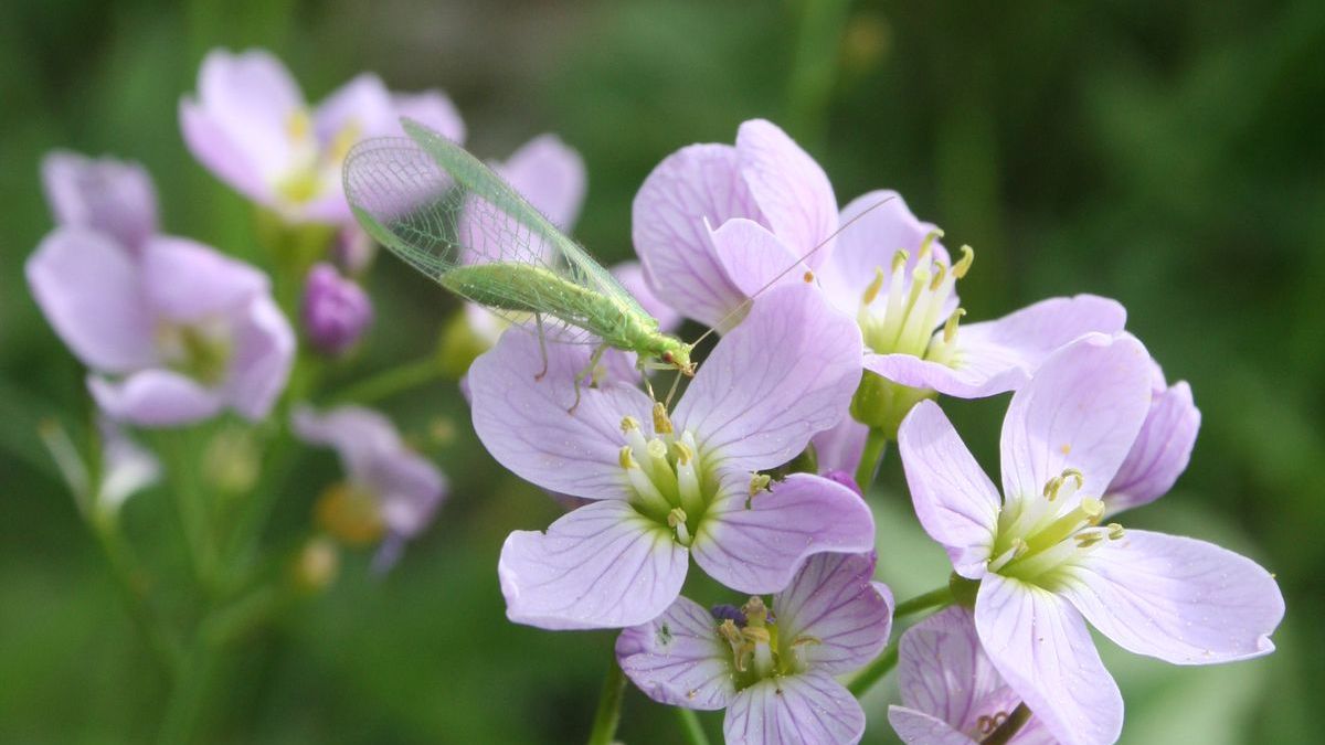 Natur im Garten: Internationale Fachtage Ökologische Pflege | Gabot.de