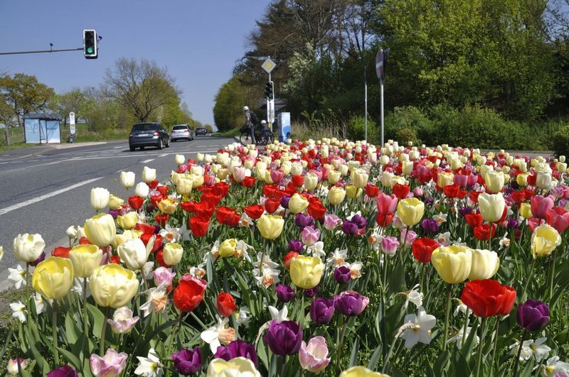 Verver Export: Farbtupfer in Grünanlagen | Gabot.de