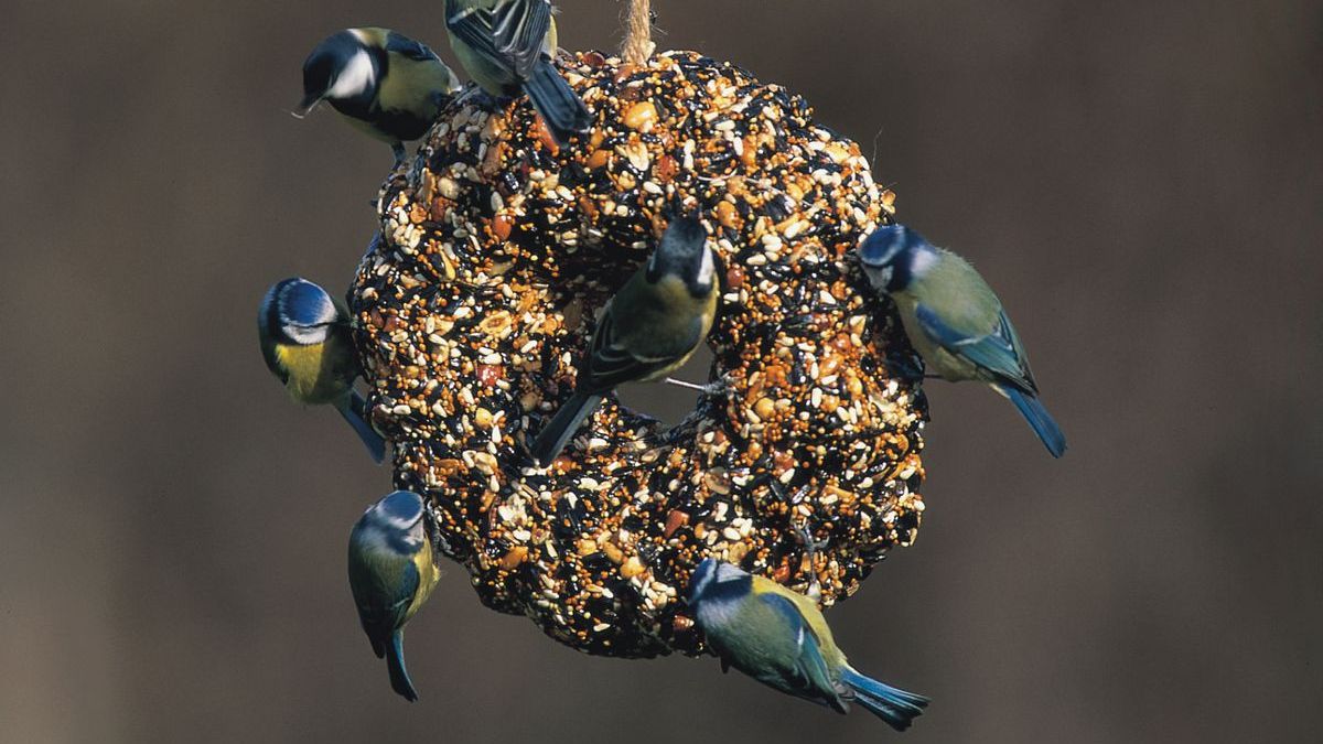 "Natur im Garten": Richtige Vogelfütterung | Gabot.de