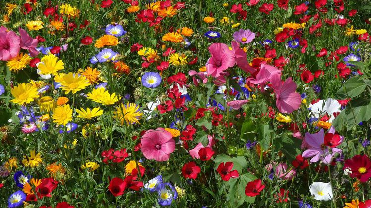 Wildblumen: Biodiversität und Kostenersparnis | Gabot.de