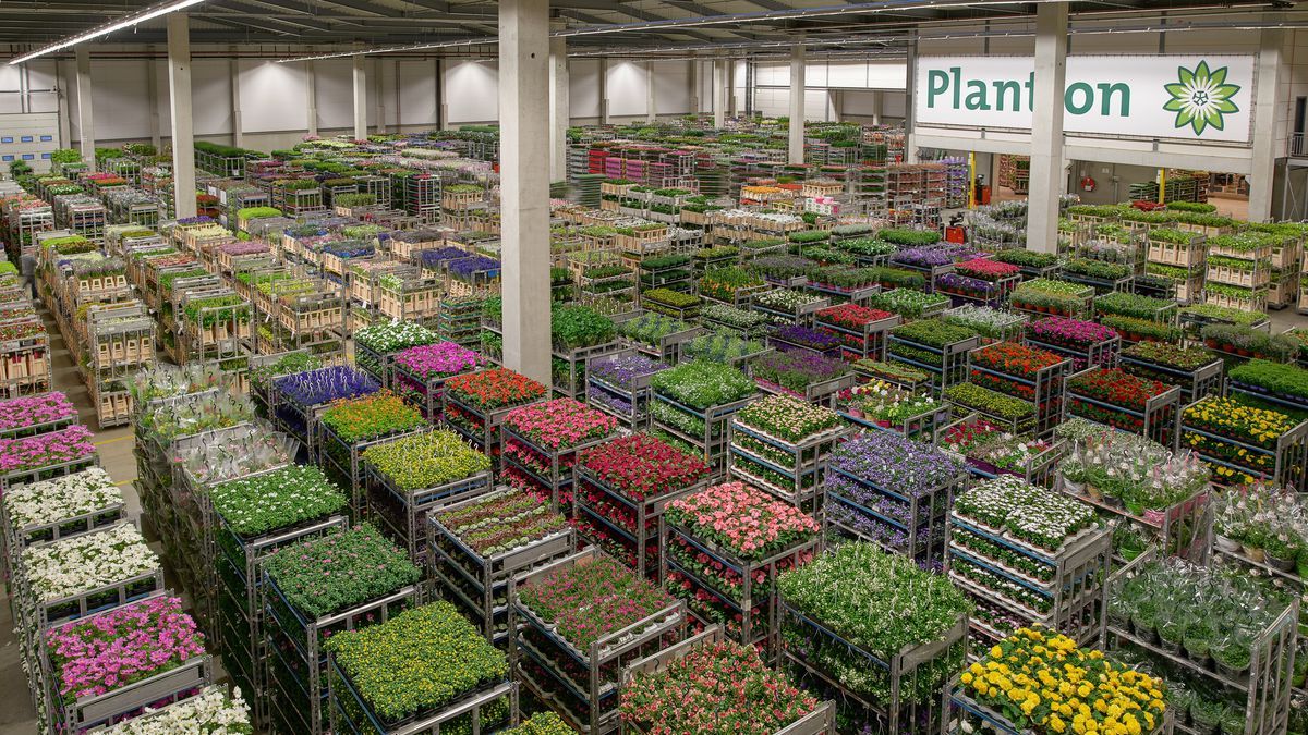 Plantion: Frühe Versteigerungen ab 9. April | Gabot.de