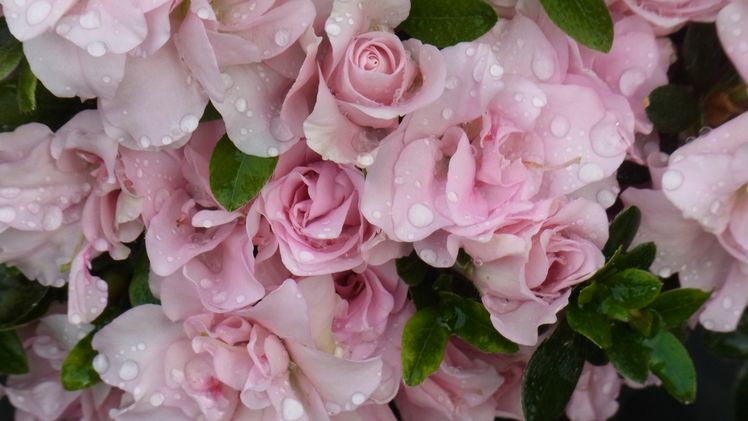 Baumschule Hellwig: Präsentiert Neuheit 'Rosalea' | Gabot.de