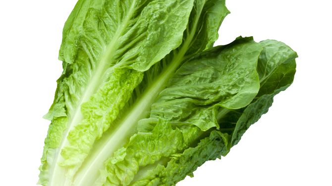 Lattich: Der Ur-Salat | Gabot.de