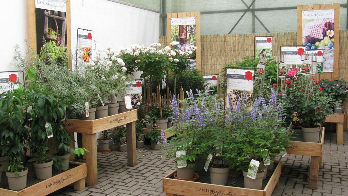 Westerstede: Sommermesse bei Green Contor | Gabot.de
