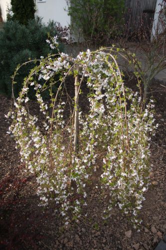 Neu: Prunus incisa 'Frilly Frock' | Gabot.de