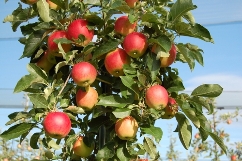 August-Apfel Galmac: Früher Erntebeginn | Gabot.de