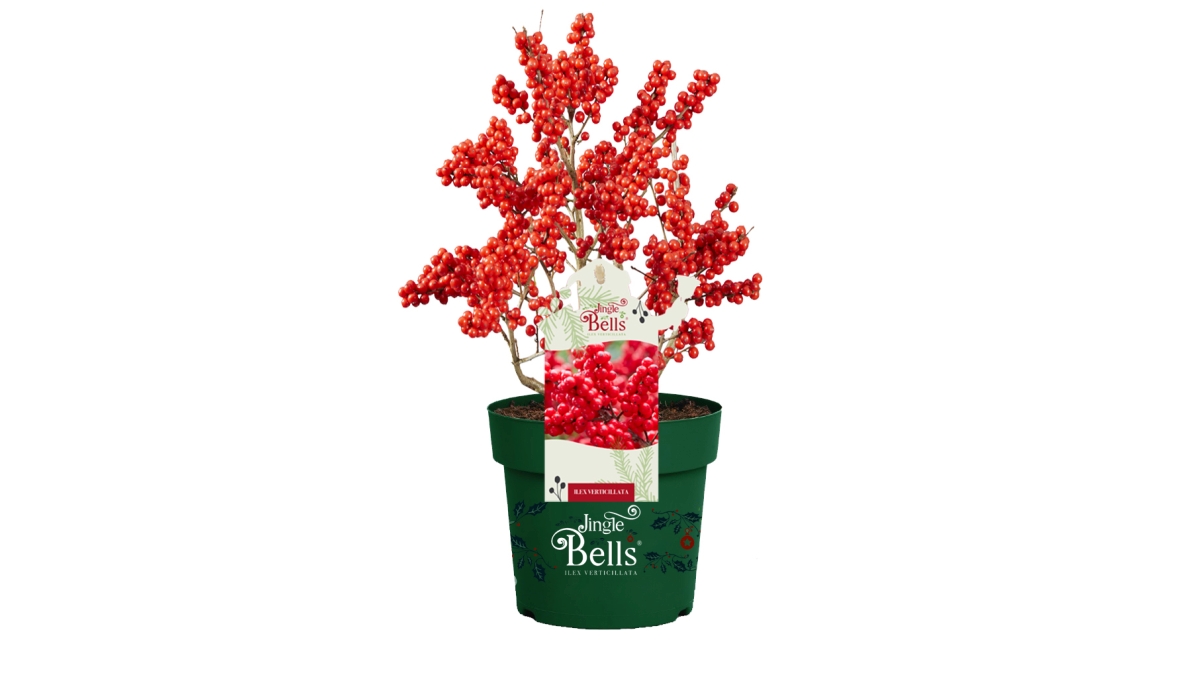 Neuheit auf den Landgard-Herbst-Ordertagen: Roter Winter-Ilex | Gabot.de